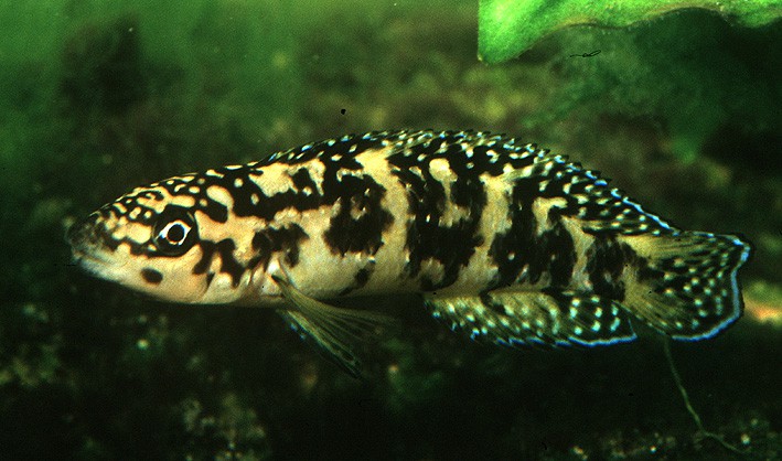 Poissons du lac Tanganyika : fiches détailles et caractéristiques
