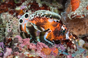 Rascasse brune • Scorpaena porcus • Fiche poissons