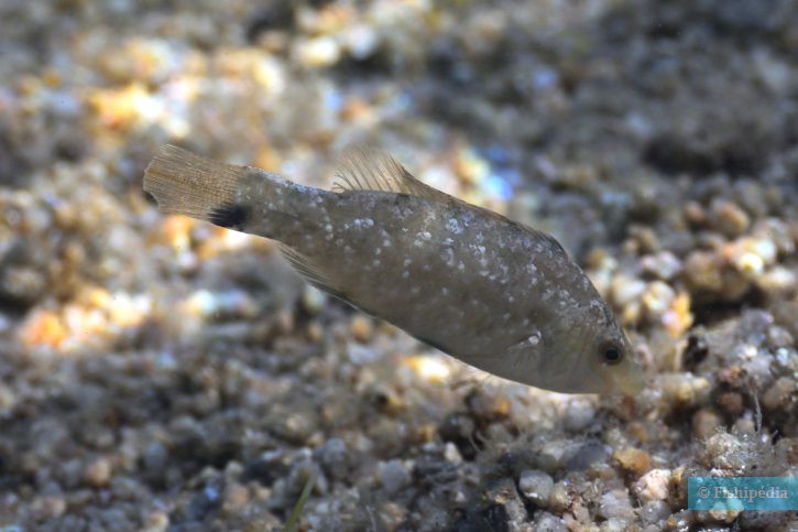 Crénilabre cendré • Symphodus cinereus • Fiche poissons