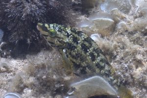 Crénilabre cendré • Symphodus cinereus • Fiche poissons