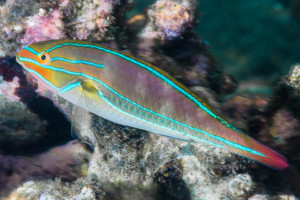 girelle paon • Thalassoma pavo • Fiche poissons