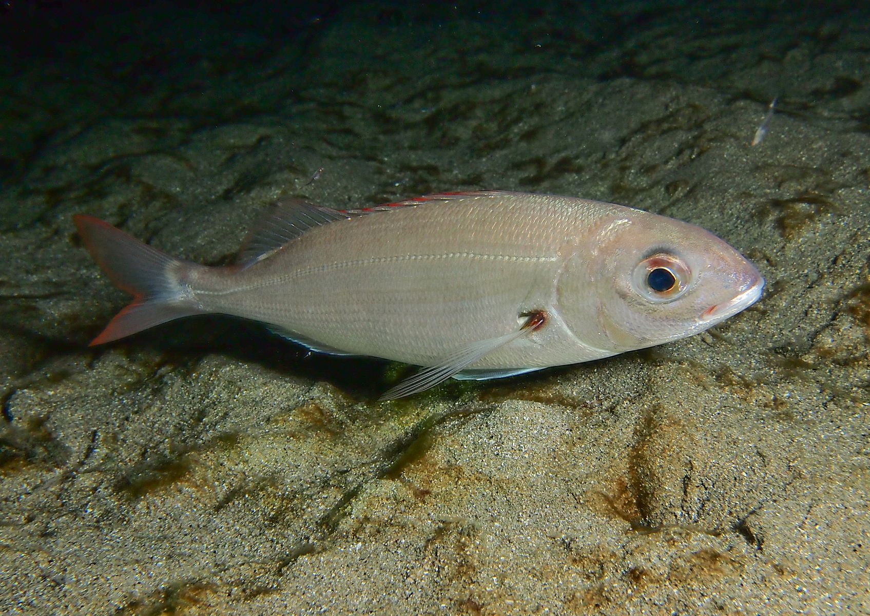 Pêche durable en Méditerranée : Conseils, tailles minimums et poissons ...