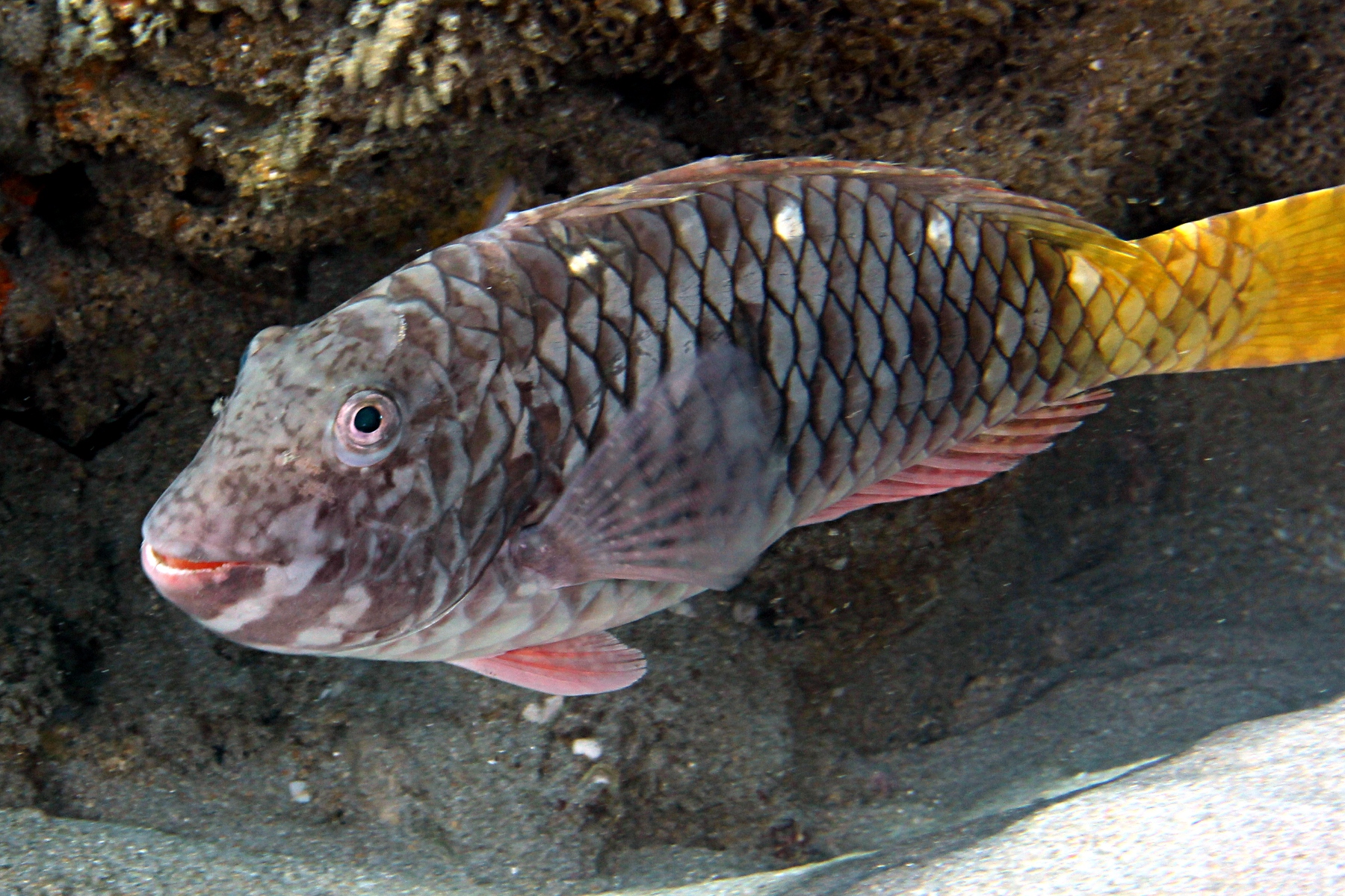 Sparisoma - Liste des poissons - Fishipedia
