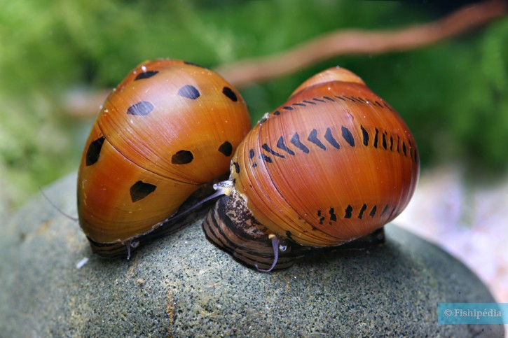 Vittina Semiconica Escargot D eau Douce Fiche Mollusque