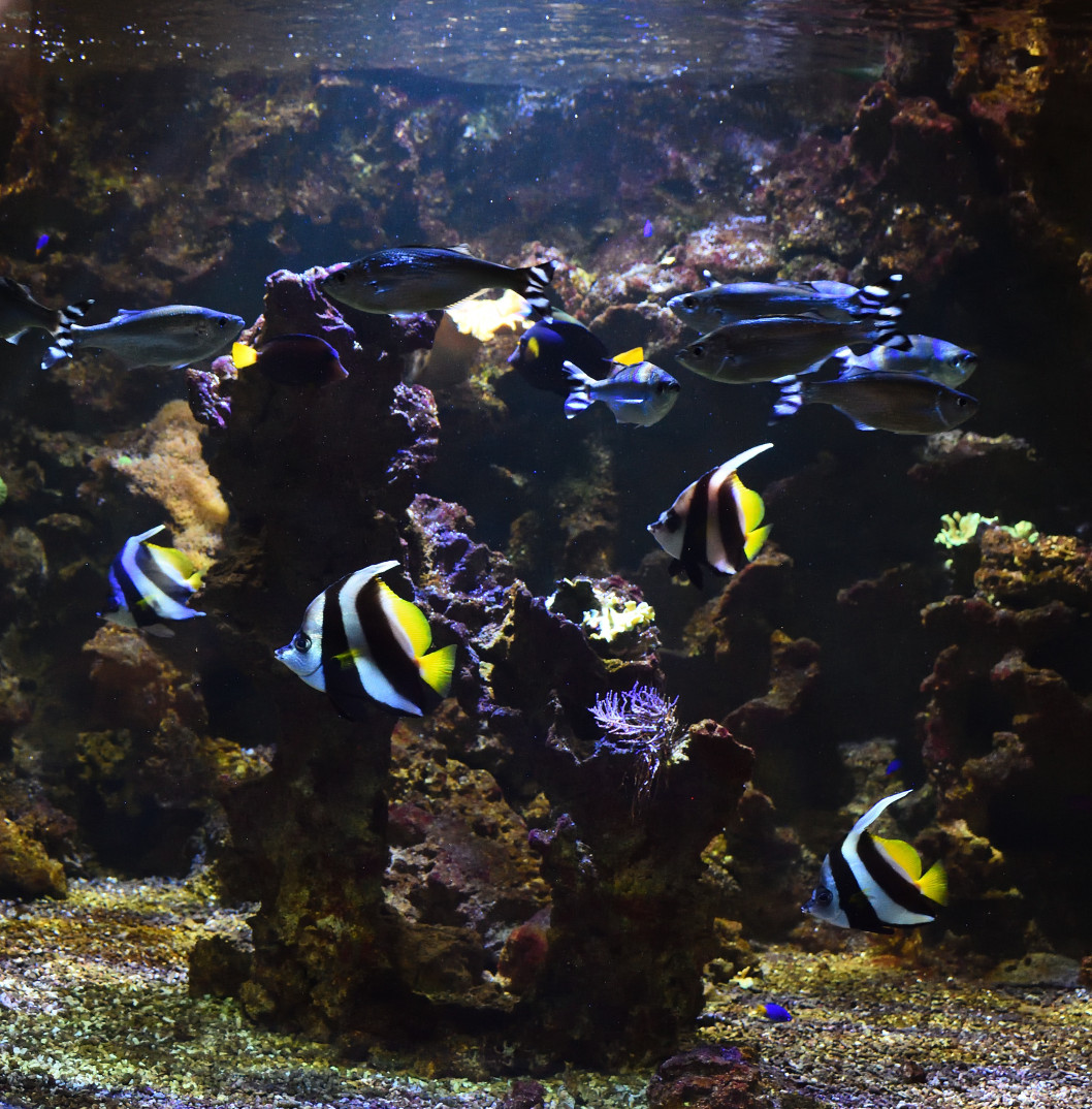 Aquarium du Limousin • Fishipedia