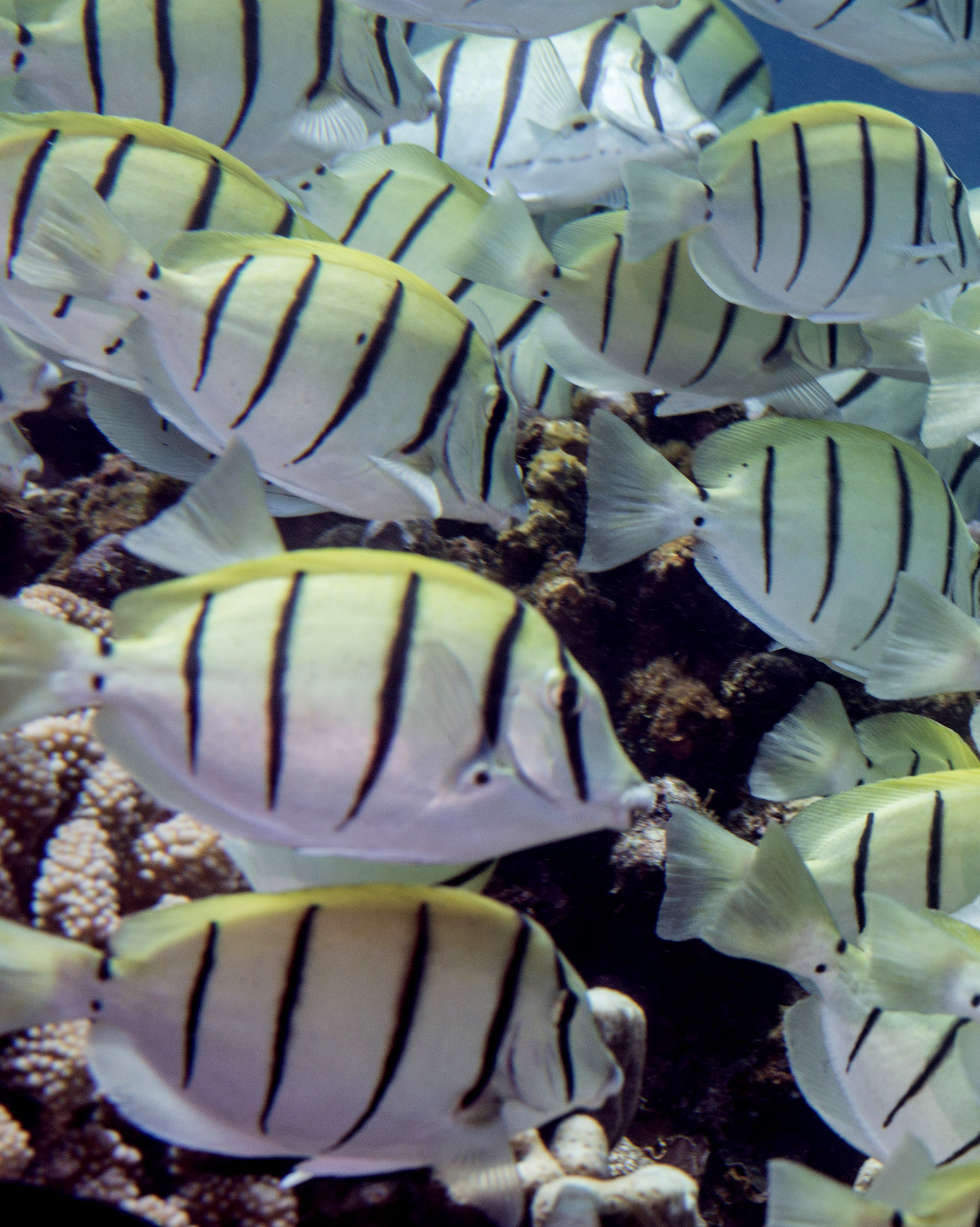 Liste des poissons-chirurgiens - Acanthuridae - Fishipedia