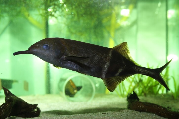 République démocratique du Congo - Liste des poissons - Fishipedia