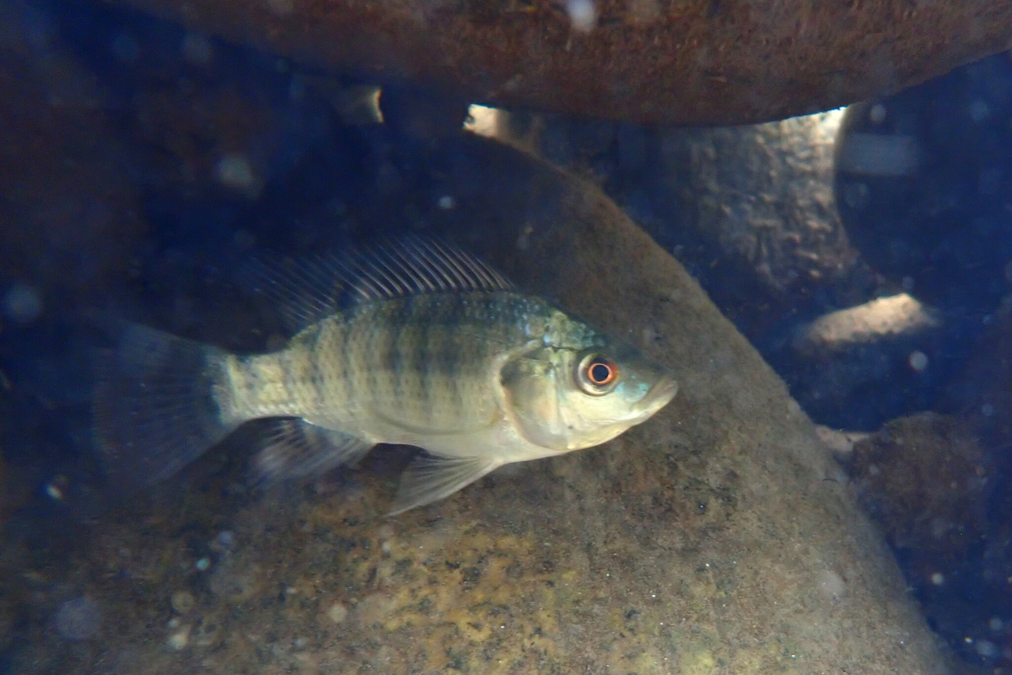 Nature : Un quart des espèces d'eau douce menacées d'extinction ...