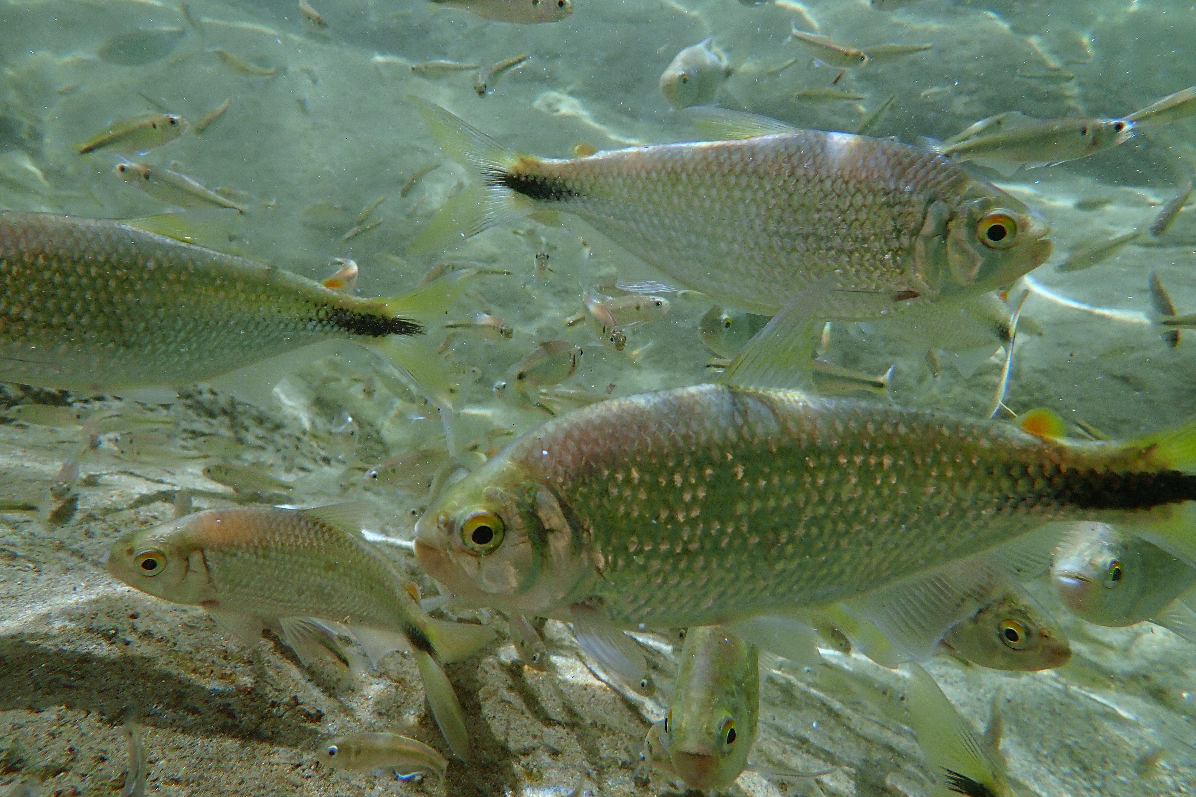 Nature : Un quart des espèces d'eau douce menacées d'extinction ...
