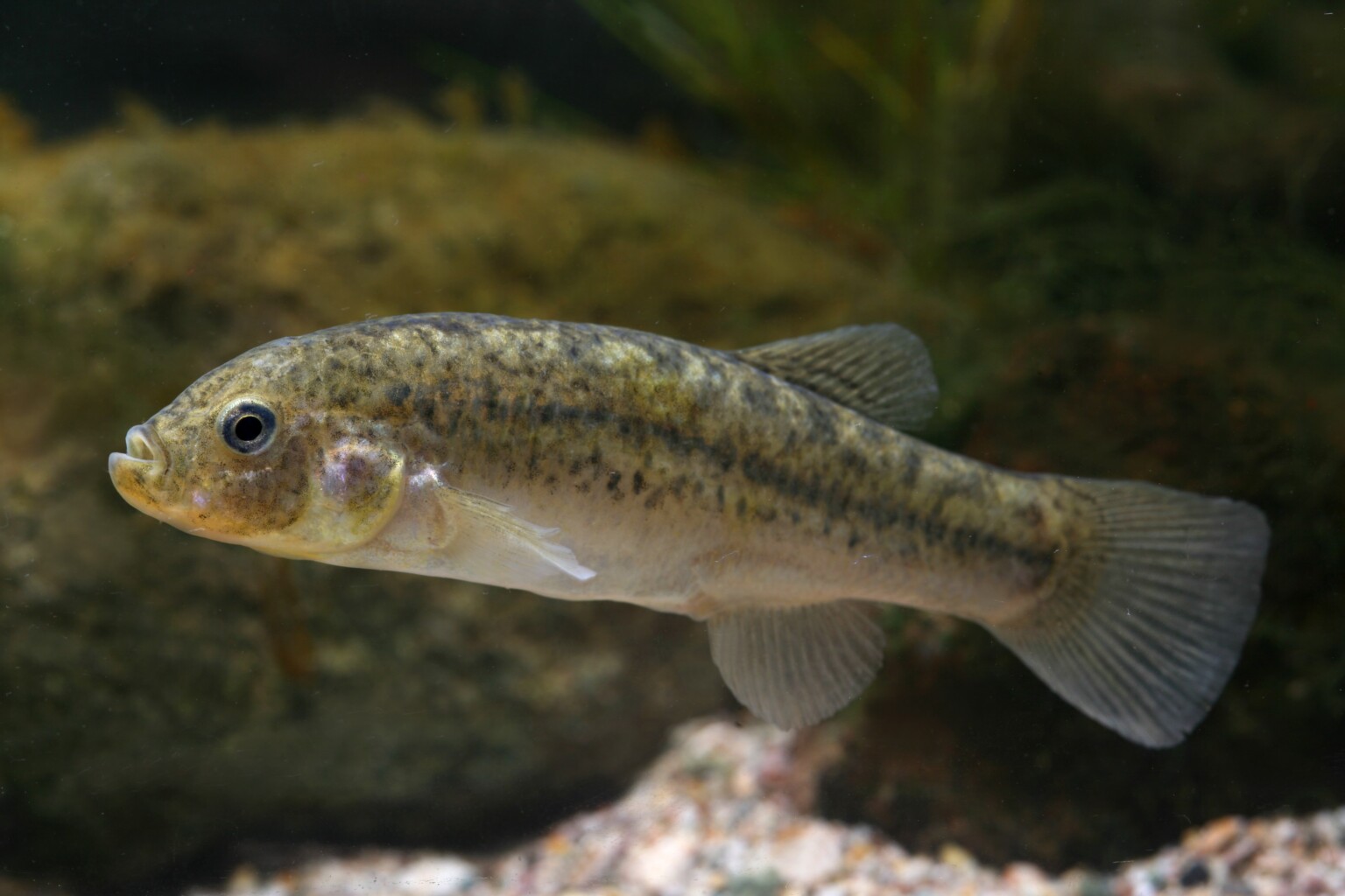 Nature : Un quart des espèces d'eau douce menacées d'extinction ...