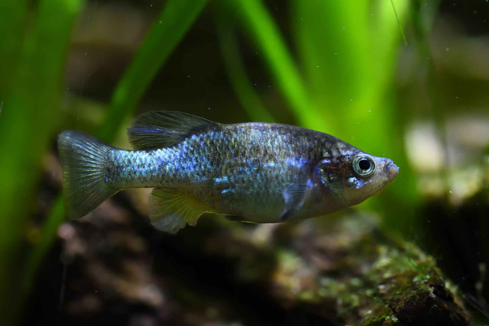 Nature : Un quart des espèces d'eau douce menacées d'extinction ...